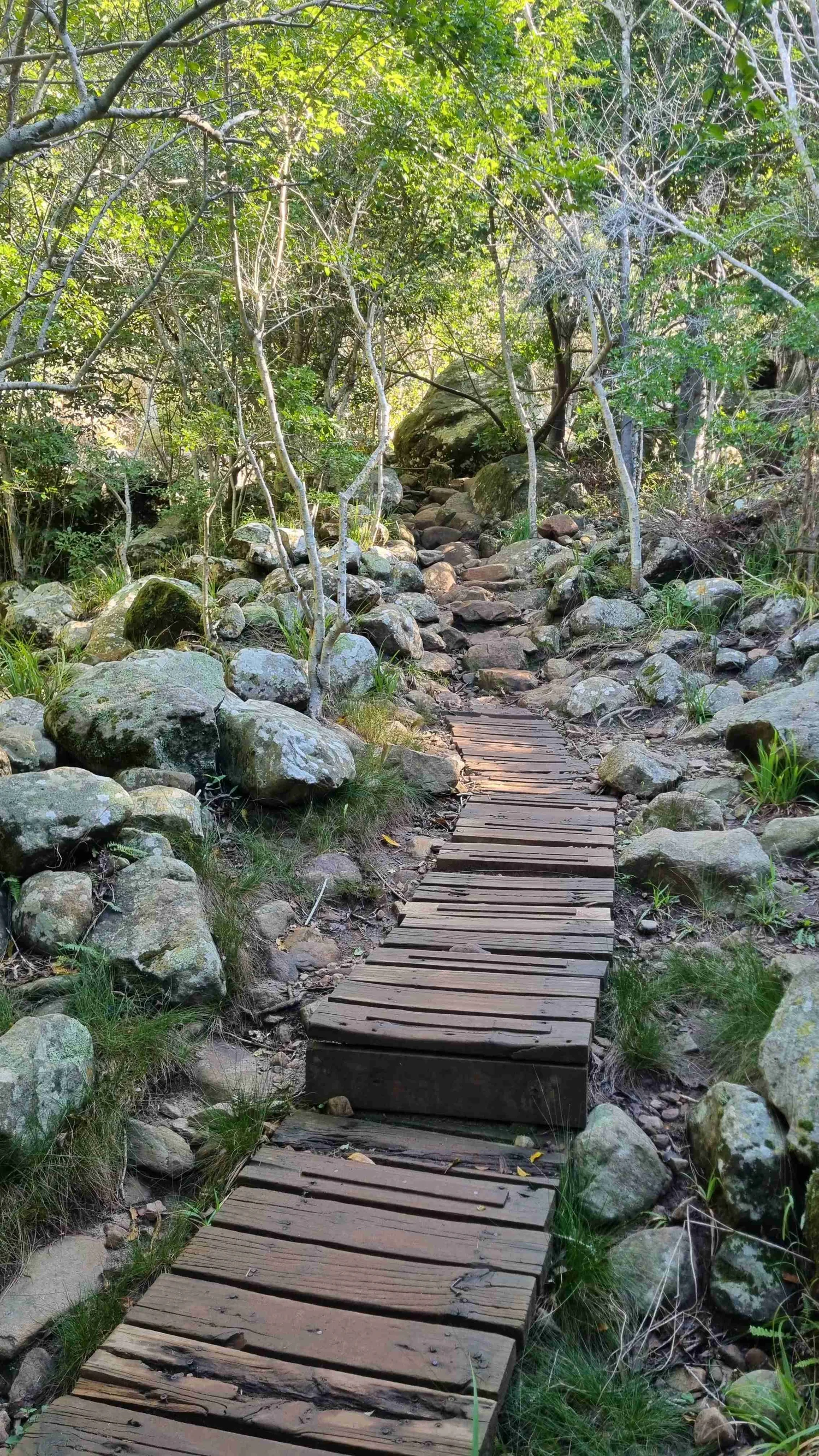Newlands Forest Hike — fynbos whisperer GUIDED HIKES CAPE TOWN