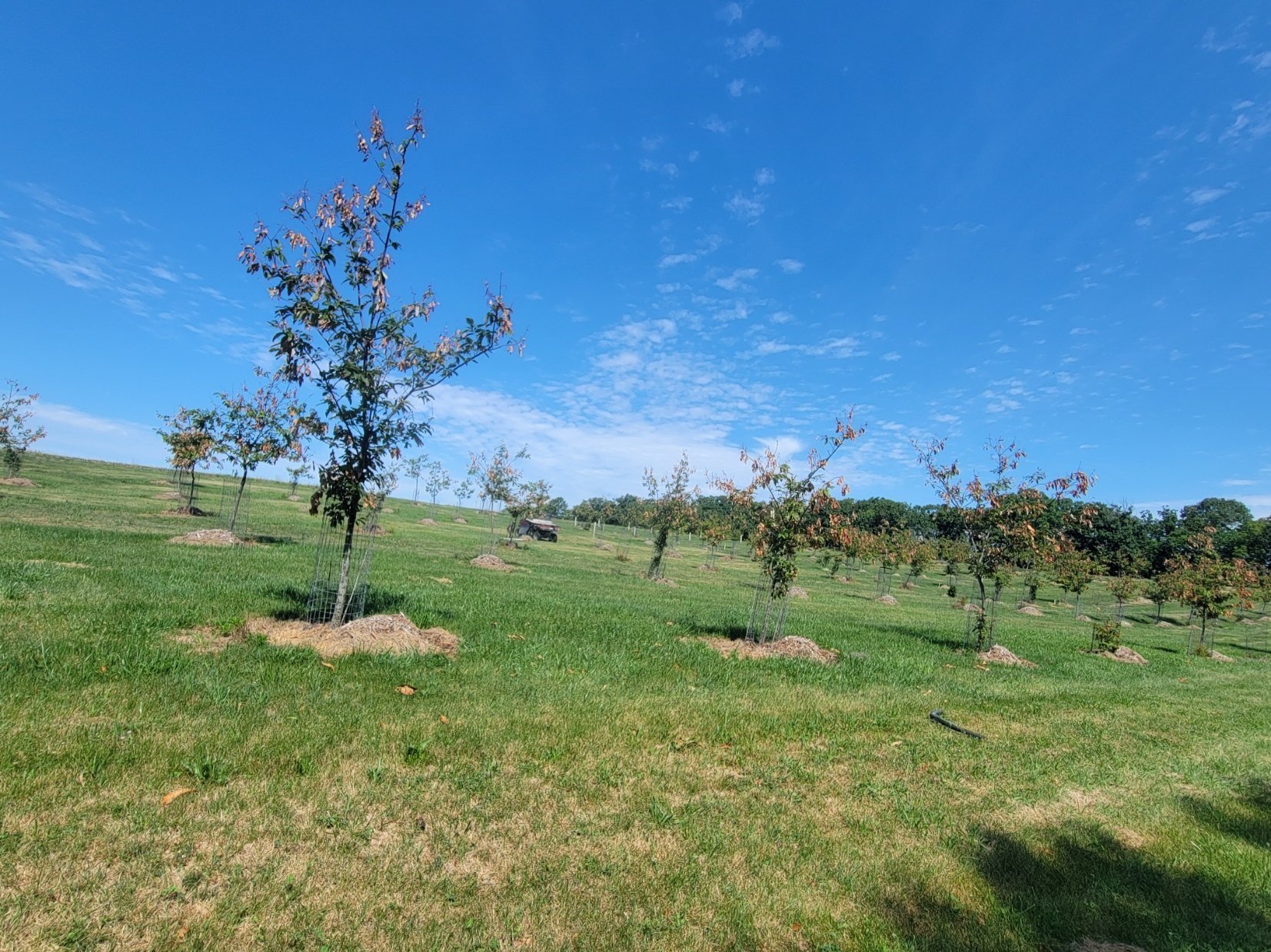 Heindselman Family Farms | Nuts | Berries | Honey | Popcorn | Trees ...