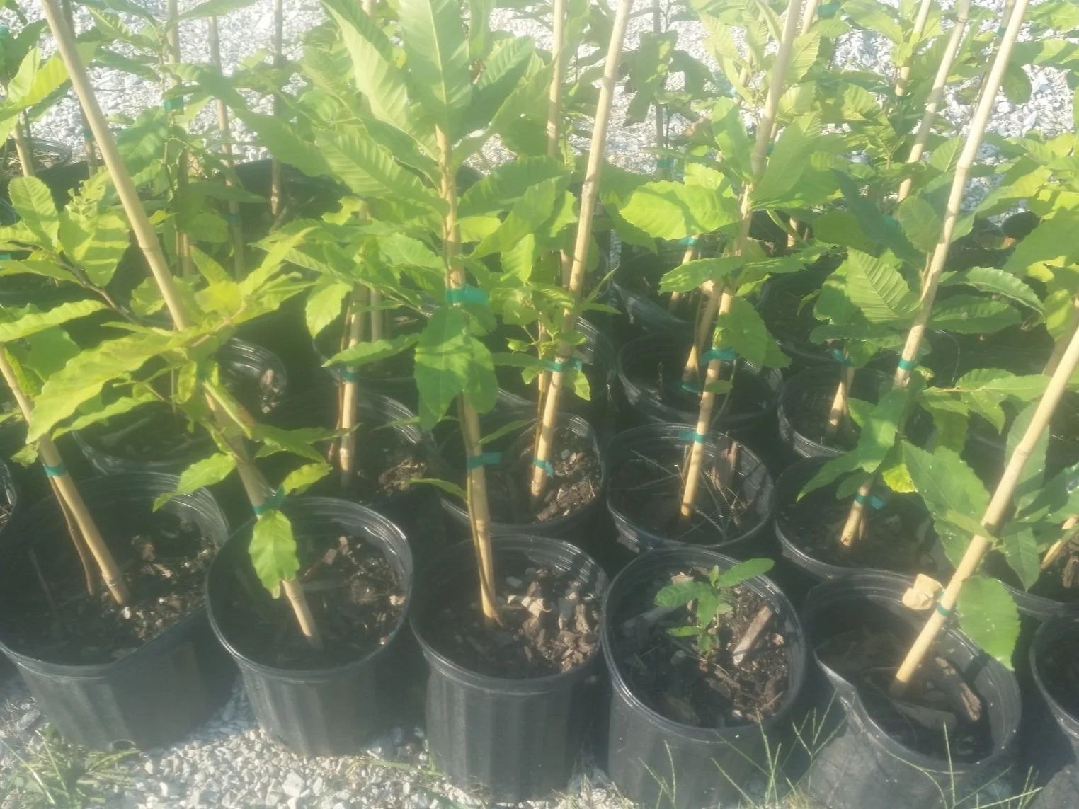 Products | Nuts | Berries | Honey | Popcorn | Trees | Plantra Tree ...