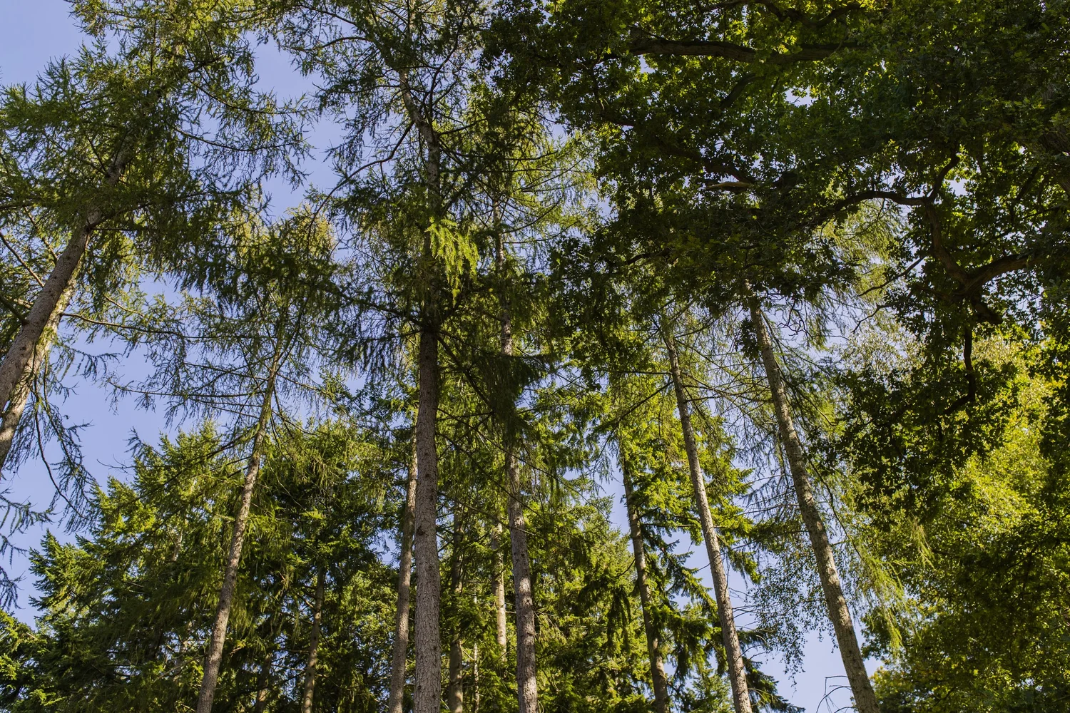 THE WELLNESS WAY FESTIVAL