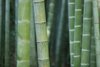 Tradewinds Bamboo Nursery | Clumping Bamboo Specialists in the Pacific ...
