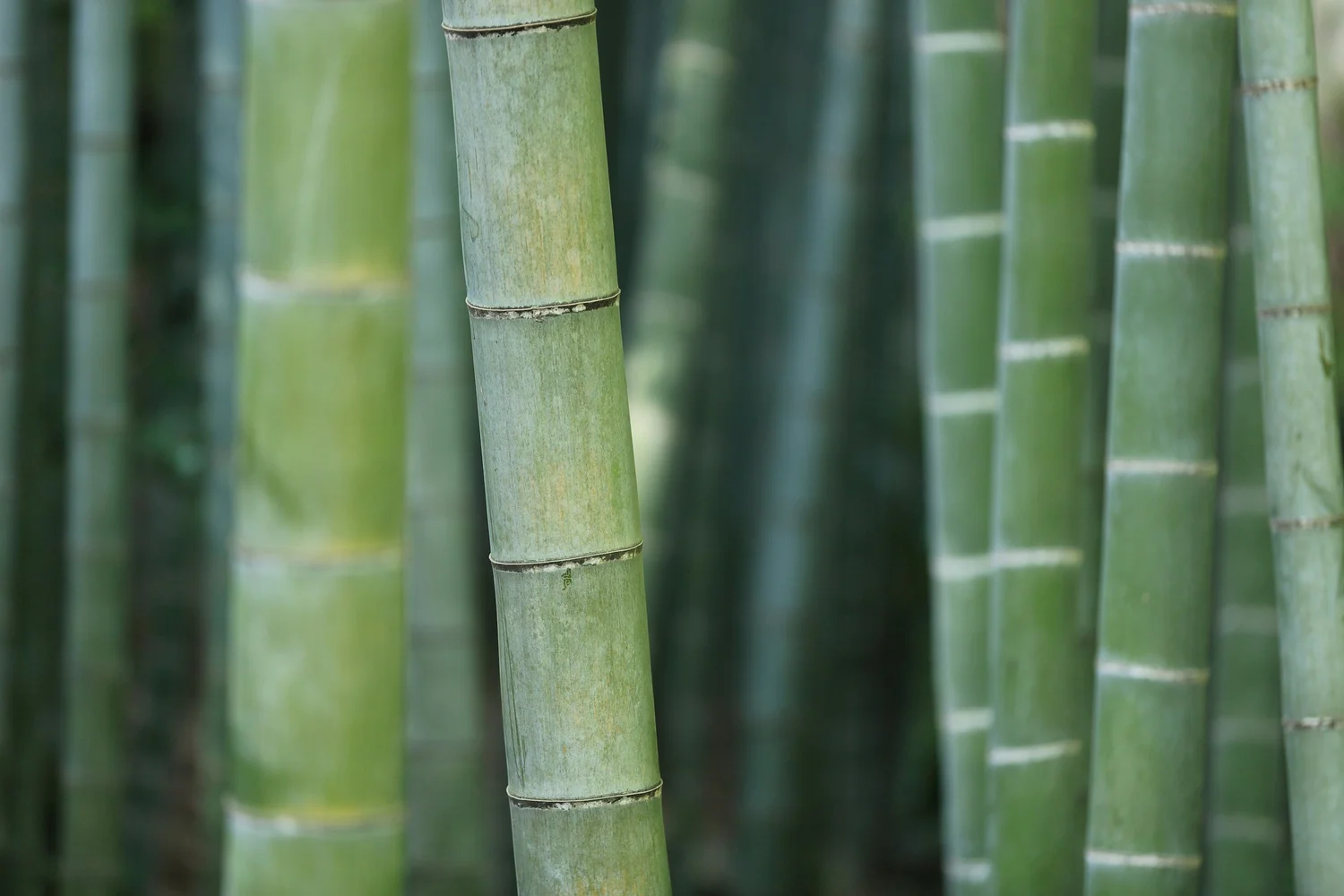 Tradewinds Bamboo Nursery | Clumping Bamboo Specialists in the Pacific ...