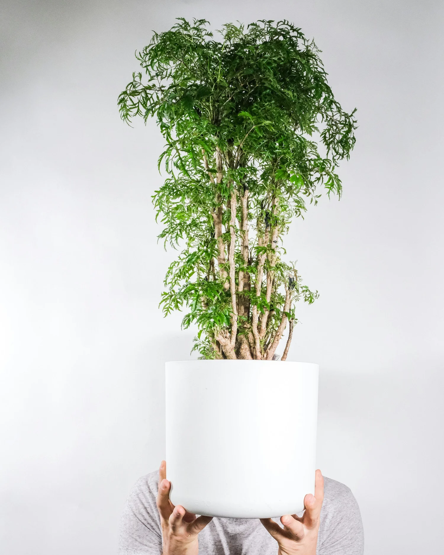 Tradewinds Bamboo Nursery | Clumping Bamboo Specialists in the Pacific ...