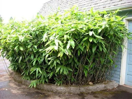 Sasa palmata — Palm Leaved Bamboo — Tradewinds Bamboo Nursery