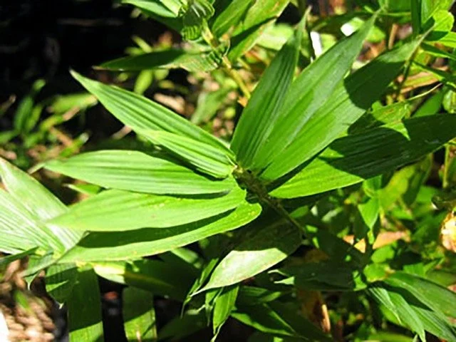 Tradewinds Bamboo Nursery | Clumping Bamboo Specialists in the Pacific ...
