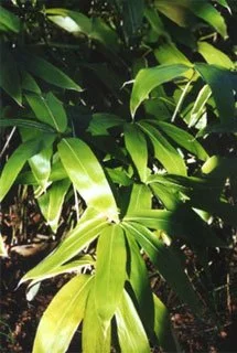 Sasa palmata — Palm Leaved Bamboo — Tradewinds Bamboo Nursery