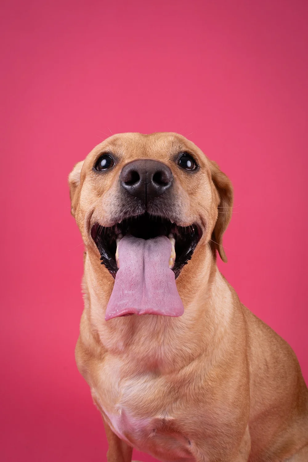 JK Pet Photography | Pet Portraits With Personality
