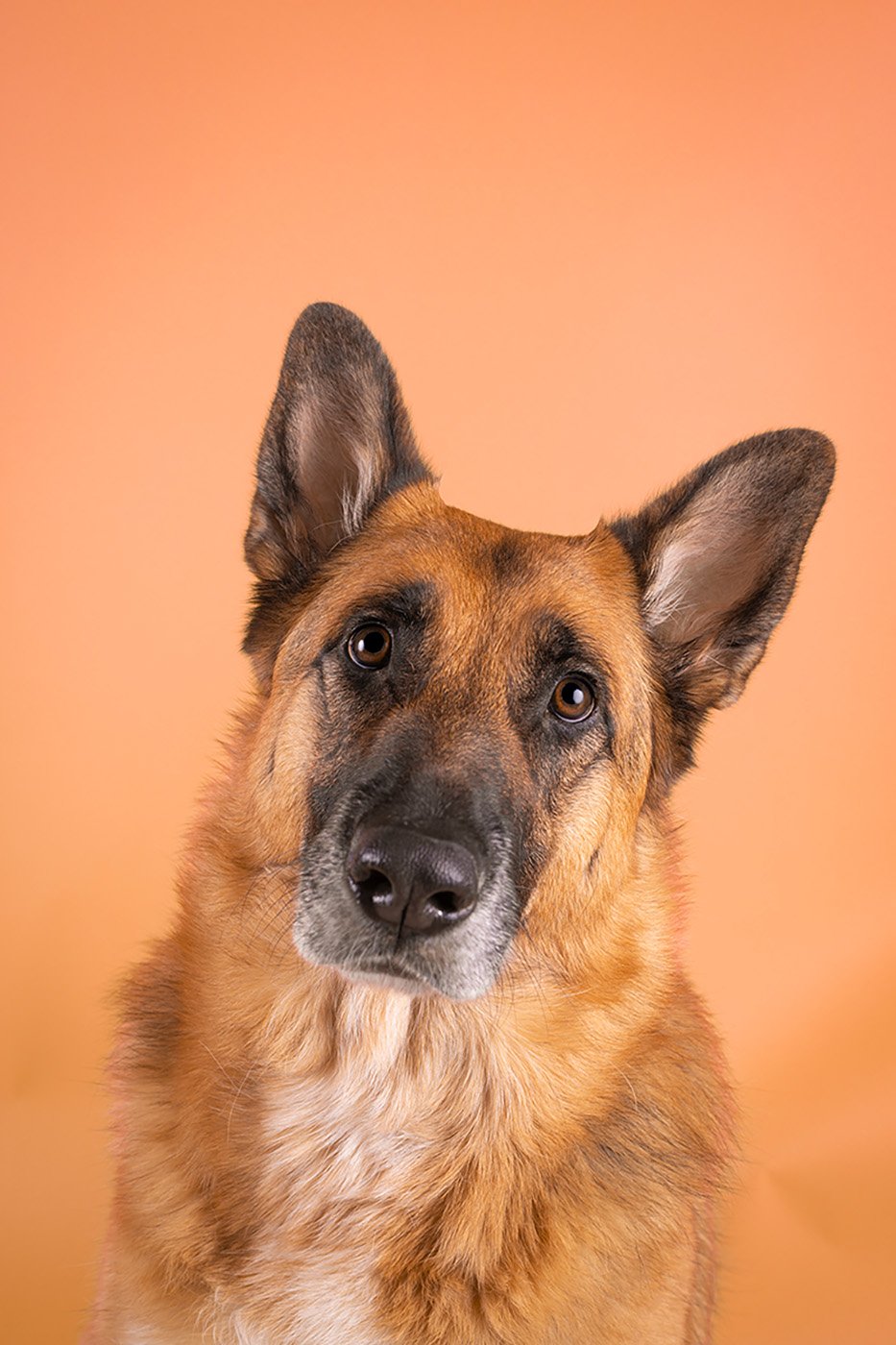 JK Pet Photography | Pet Portraits With Personality