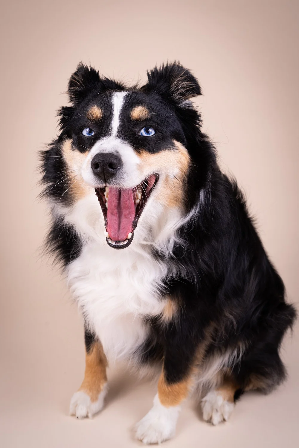 JK Pet Photography | Pet Portraits With Personality