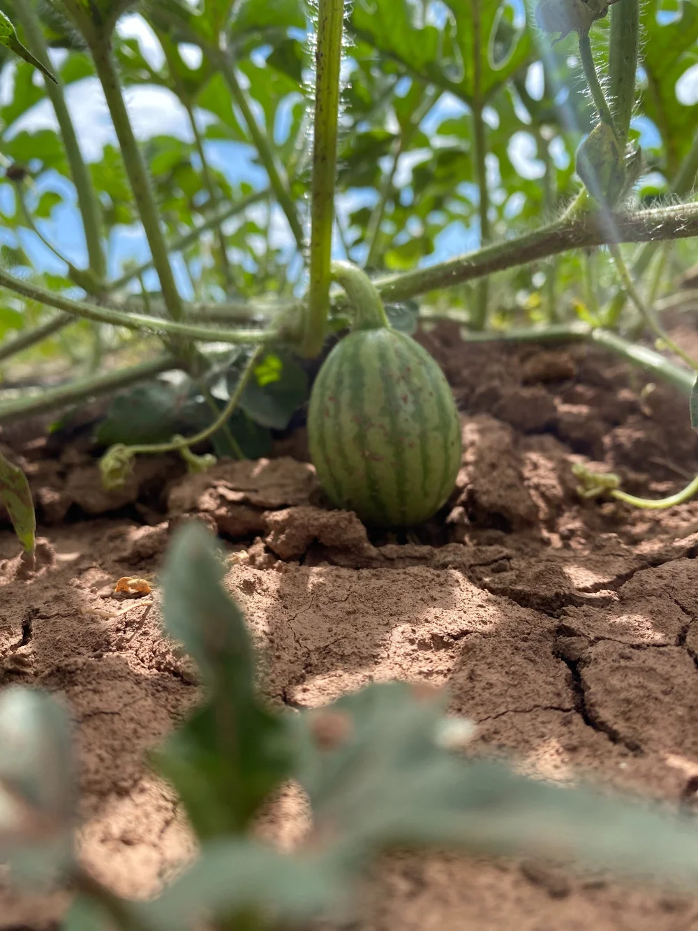 Six Pillars of Indigenous Food Sovereignty — Native Food Sovereignty ...