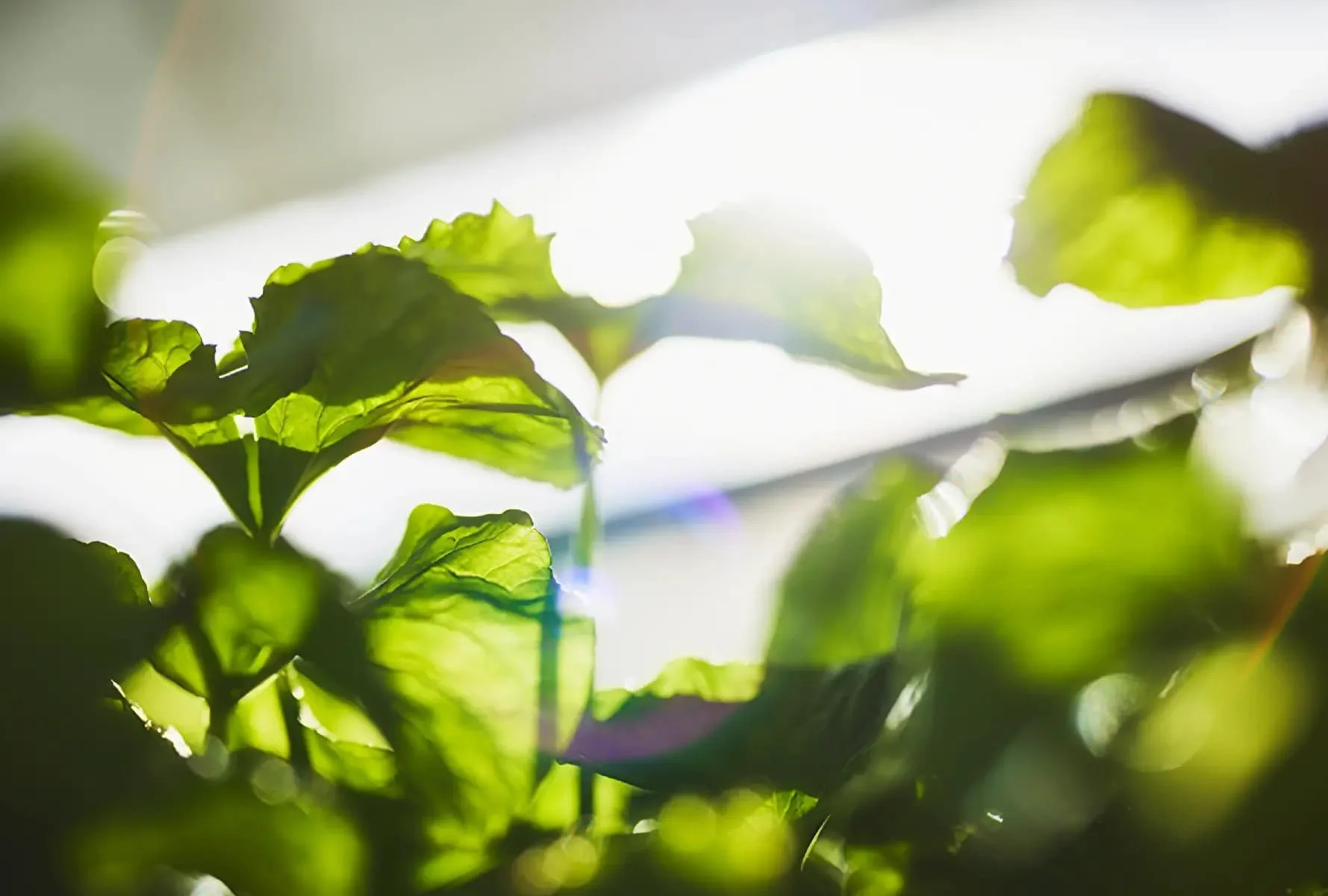 RIMAN Australia | Incellderm | Korean Skincare | Kbeauty