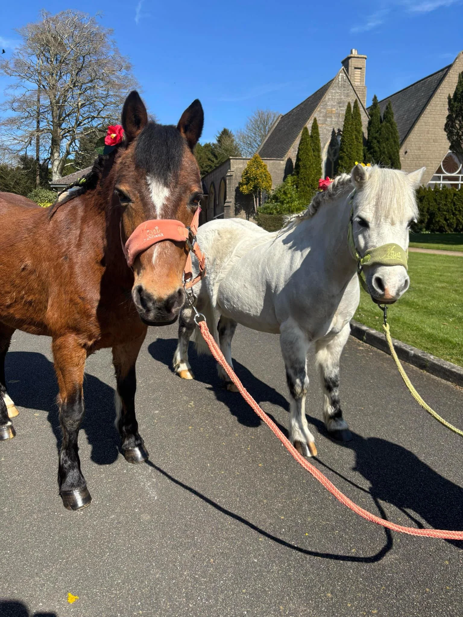 Finley's Farm and Friends | Support Animal Rescue