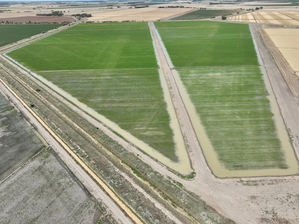 Rice Extension | Connecting Rice Growers With Essential Information and ...