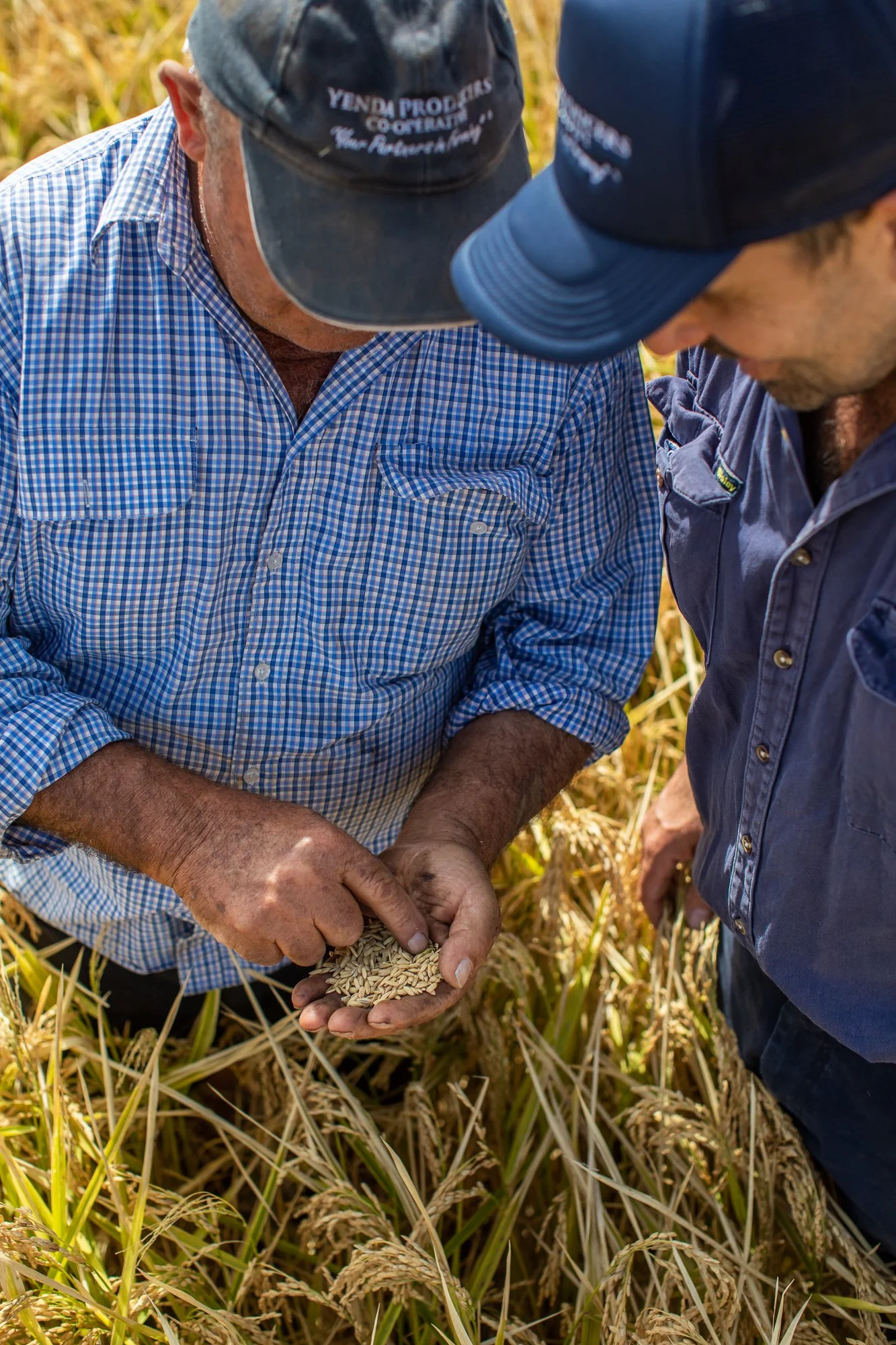 Rice Extension | Connecting Rice Growers With Essential Information and ...