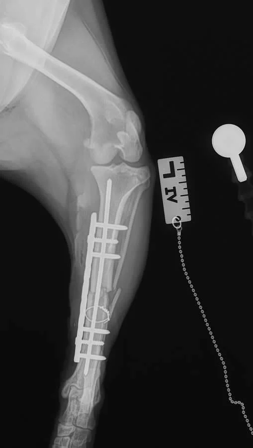 Bone Plating Surgery for Pets | Armstrong Pet Hospital Clovis ...