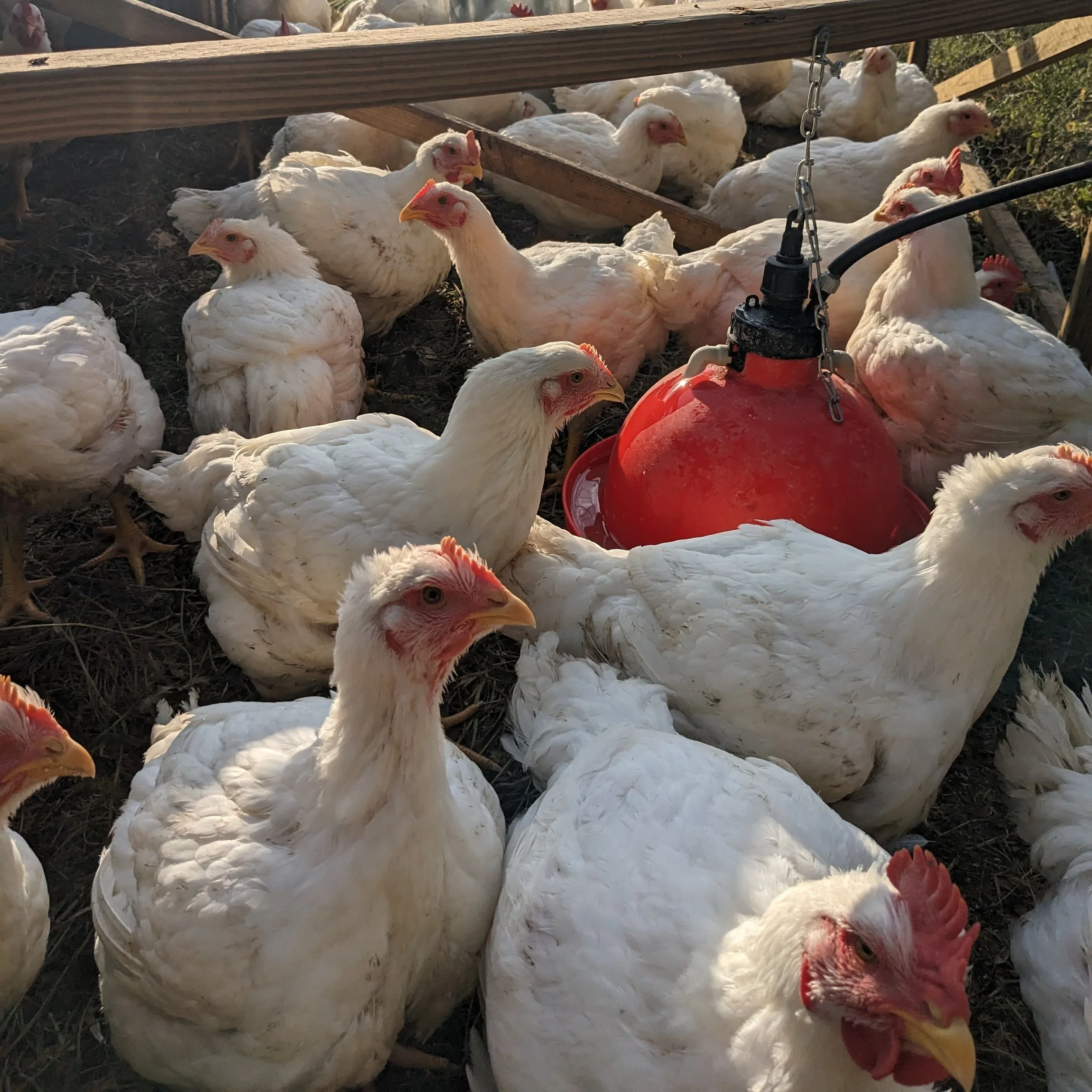 Riverbank Farms | Pasture-Raised Poultry | Heritage-Breed Pork | Elkton, VA