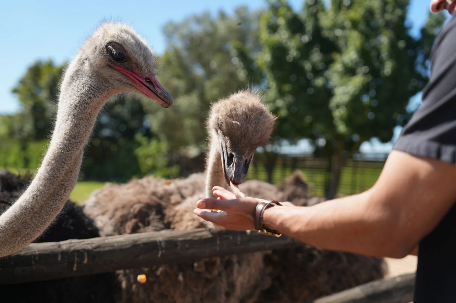 Tours — Cape Town Ostrich Farm