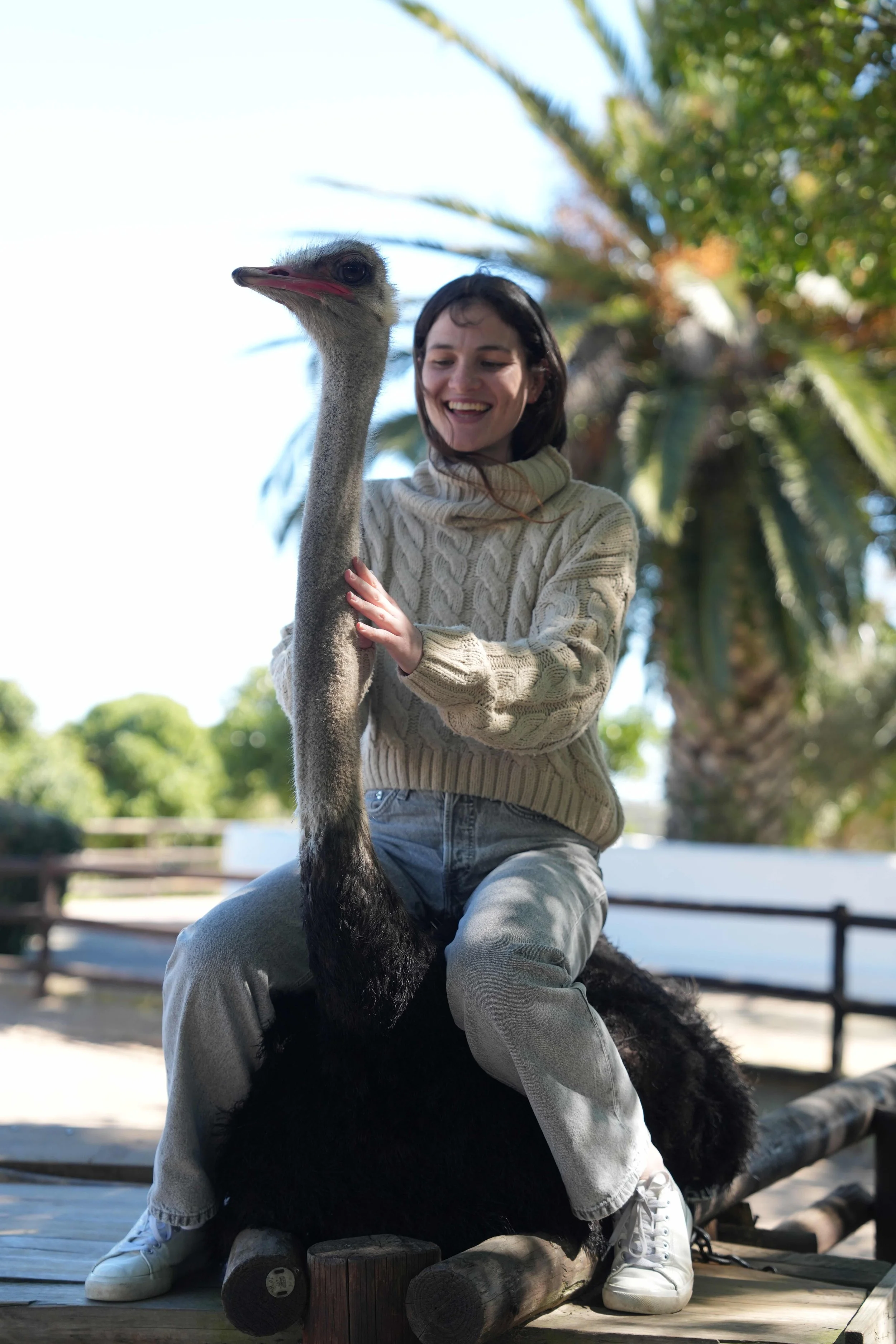Tours — Cape Town Ostrich Farm