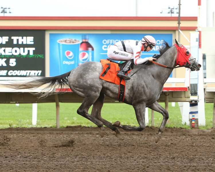 Allen’s Rocket — Hope After Racing Thoroughbreds