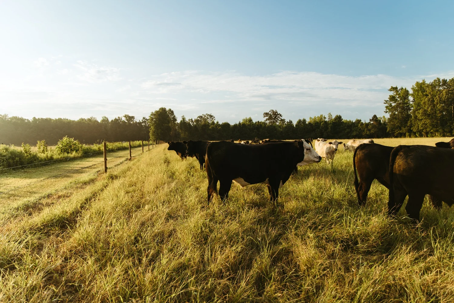 Oak Cattle Farms | Wagyu | Grass & Grain-Fed Beef | Ayden, NC