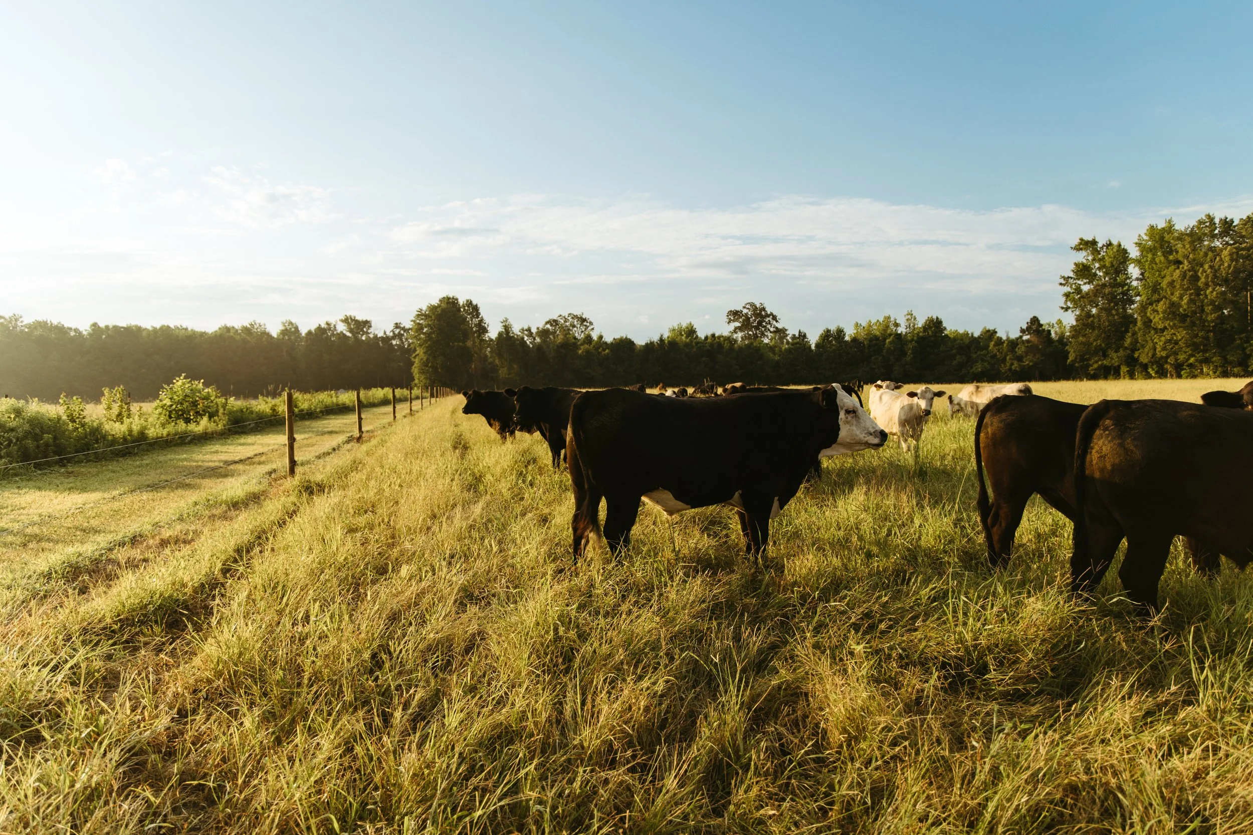 Oak Cattle Farms | Wagyu | Grass & Grain-Fed Beef | Ayden, NC