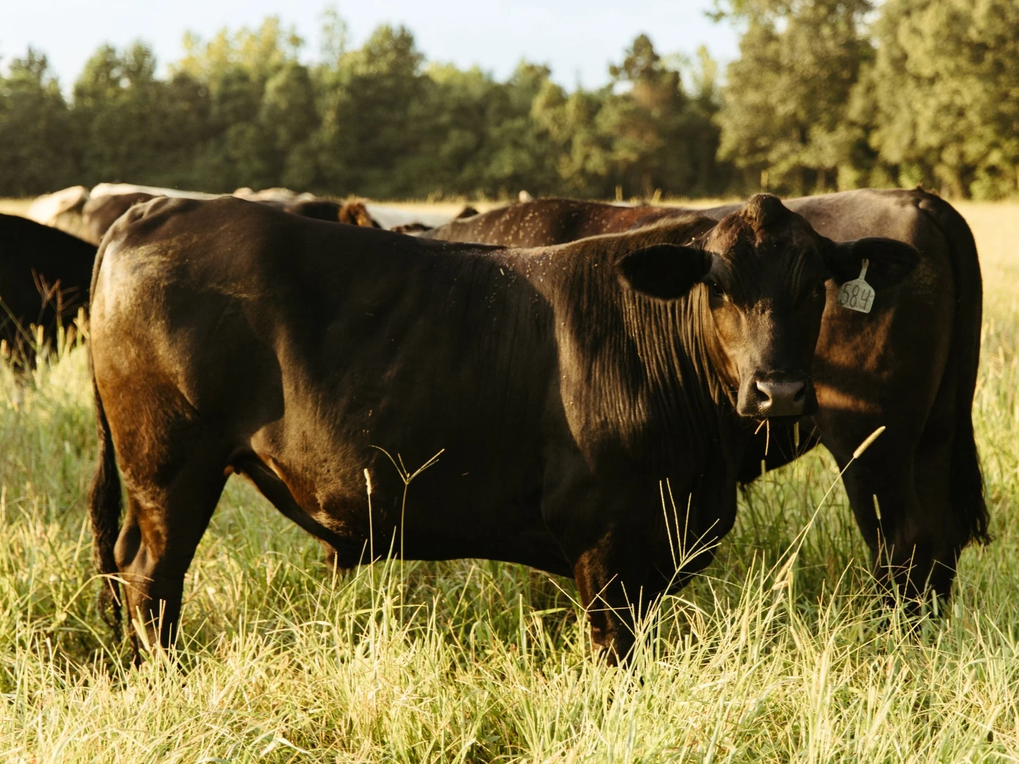 Oak Cattle Farms | Wagyu | Grass & Grain-Fed Beef | Ayden, NC