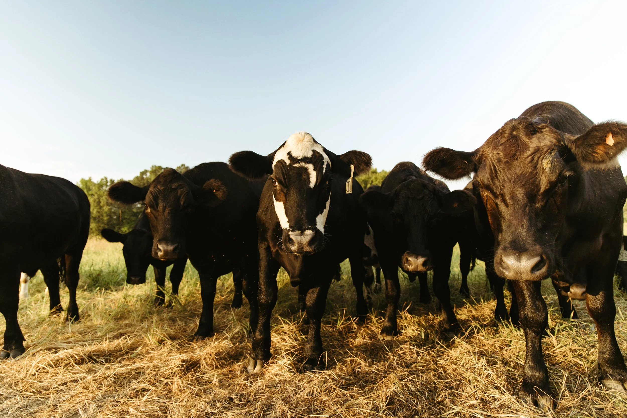 Oak Cattle Farms | Wagyu | Grass & Grain-Fed Beef | Ayden, NC