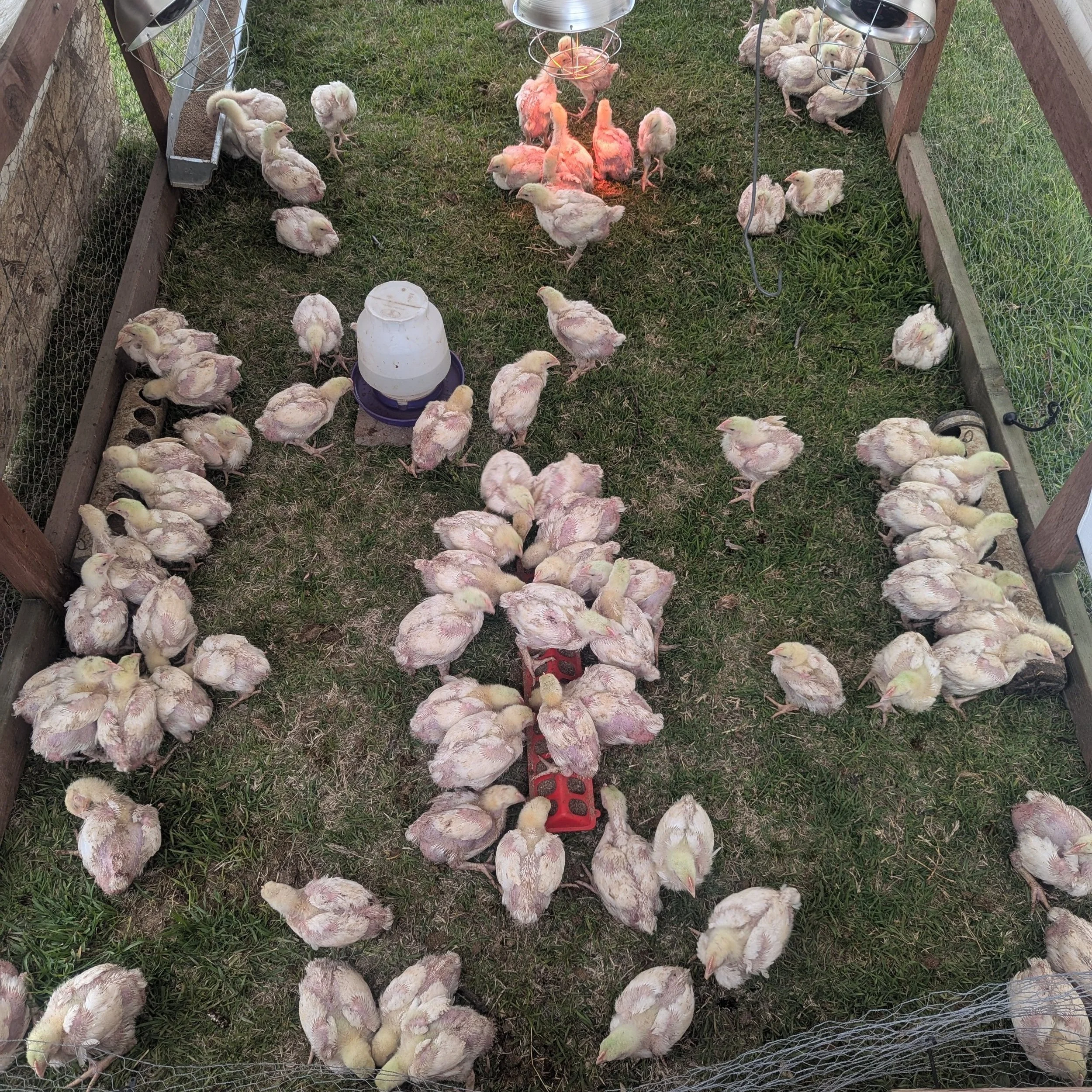 Neese Pastures | High-Quality non-GMO Chicken | Corn-Free | Soy-Free ...