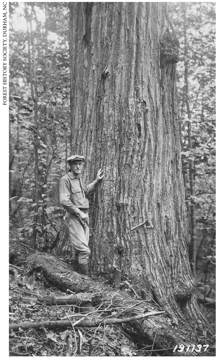 PA-NJ Chapter | The American Chestnut Foundation | Restore the Chestnut ...