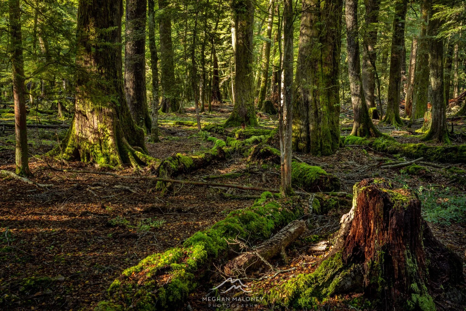 15 tips for photographing epic forest images