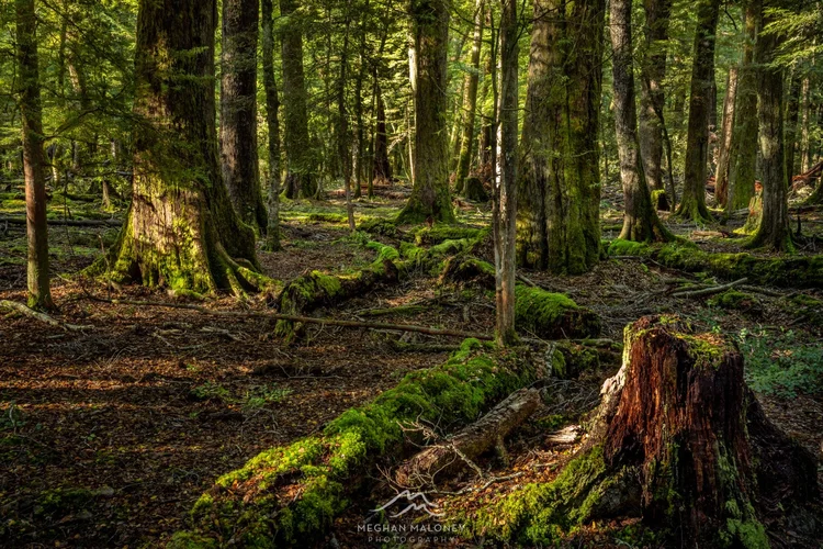 15 tips for photographing epic forest images