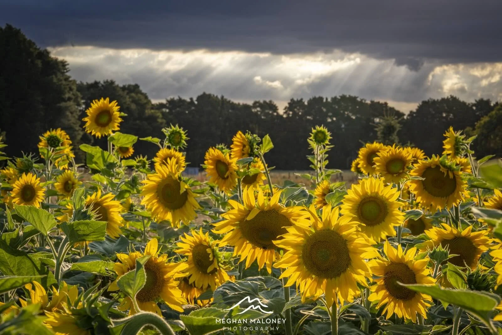 5 ways to photograph sunflowers for stunning results | Landscape Photography Tips