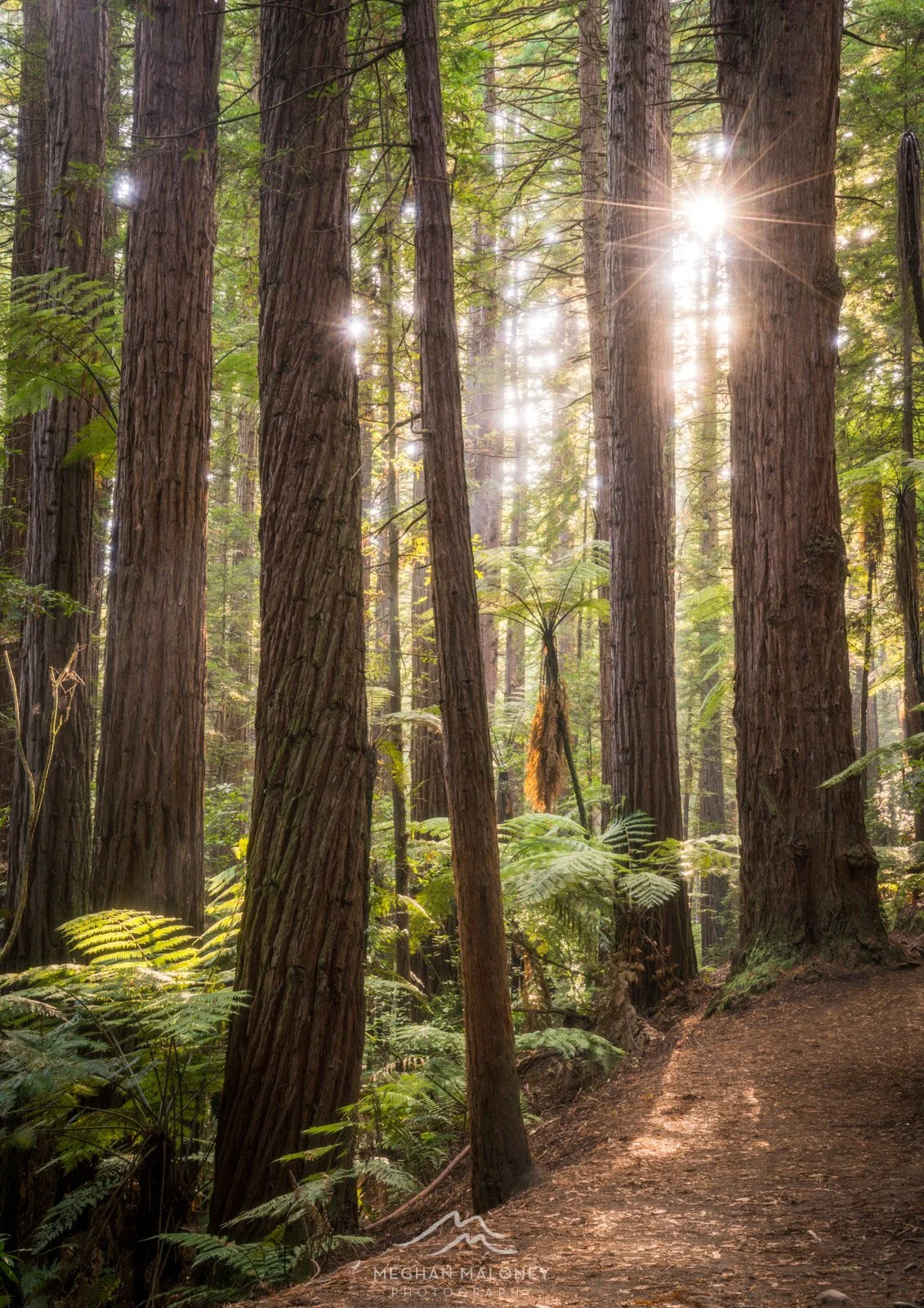 15 tips for photographing epic forest images