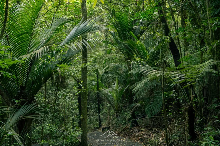 15 tips for photographing epic forest images