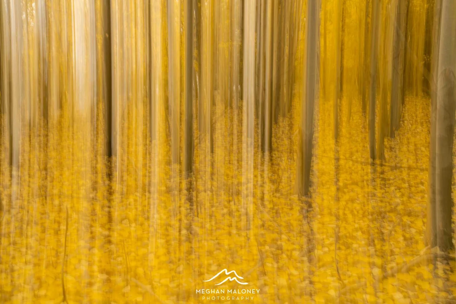 Beginners Guide to ICM (Intentional Camera Movement) Photography