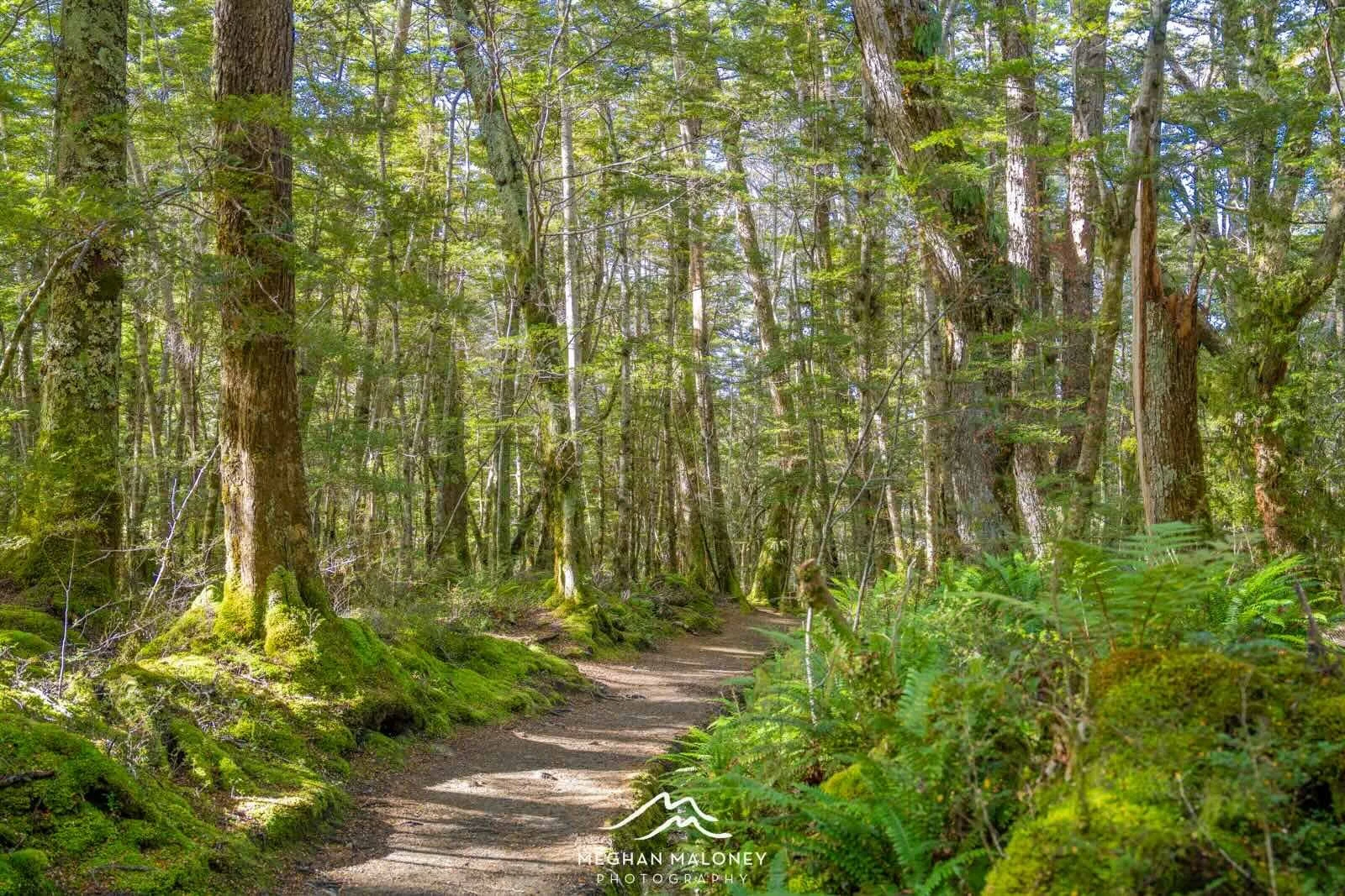 The Kepler Track: NZ Great Walk | The 45km Better, Shorter Version