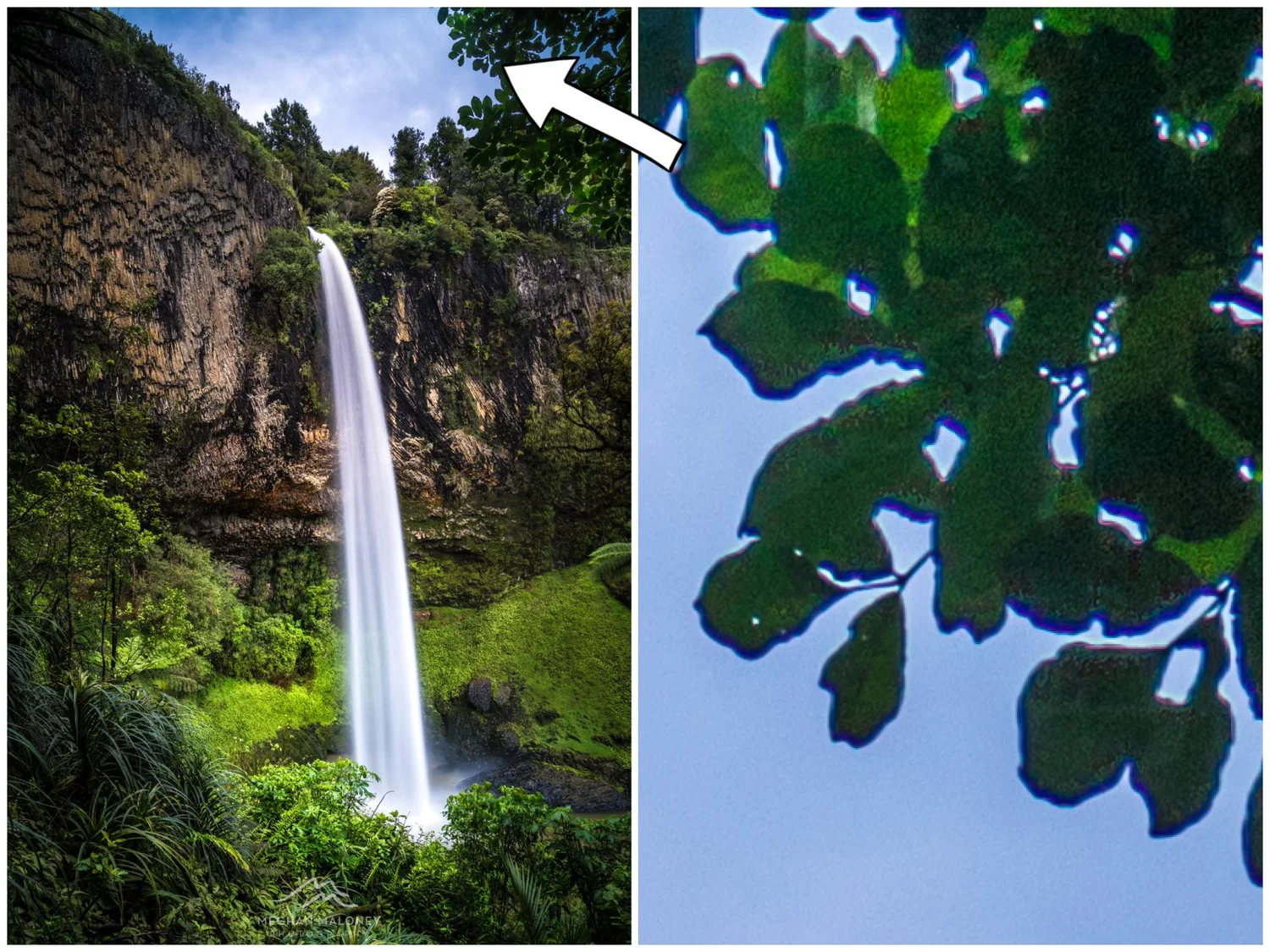 15 tips for photographing epic forest images