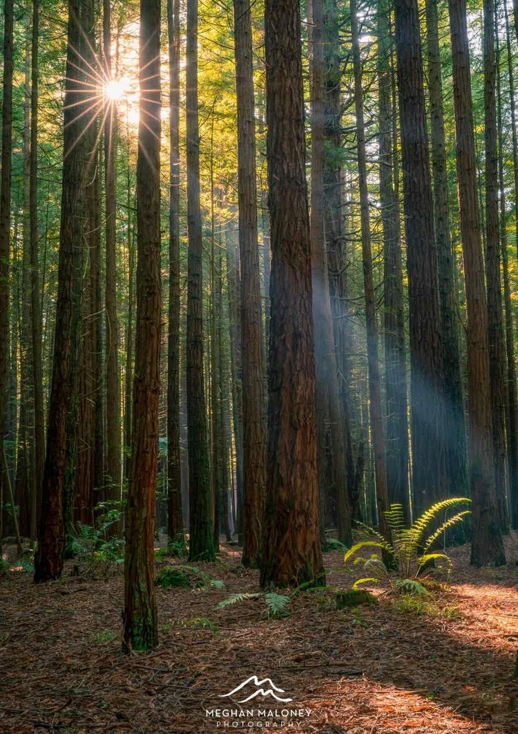7 tips to create perfect sunstars | Landscape Photography Tips