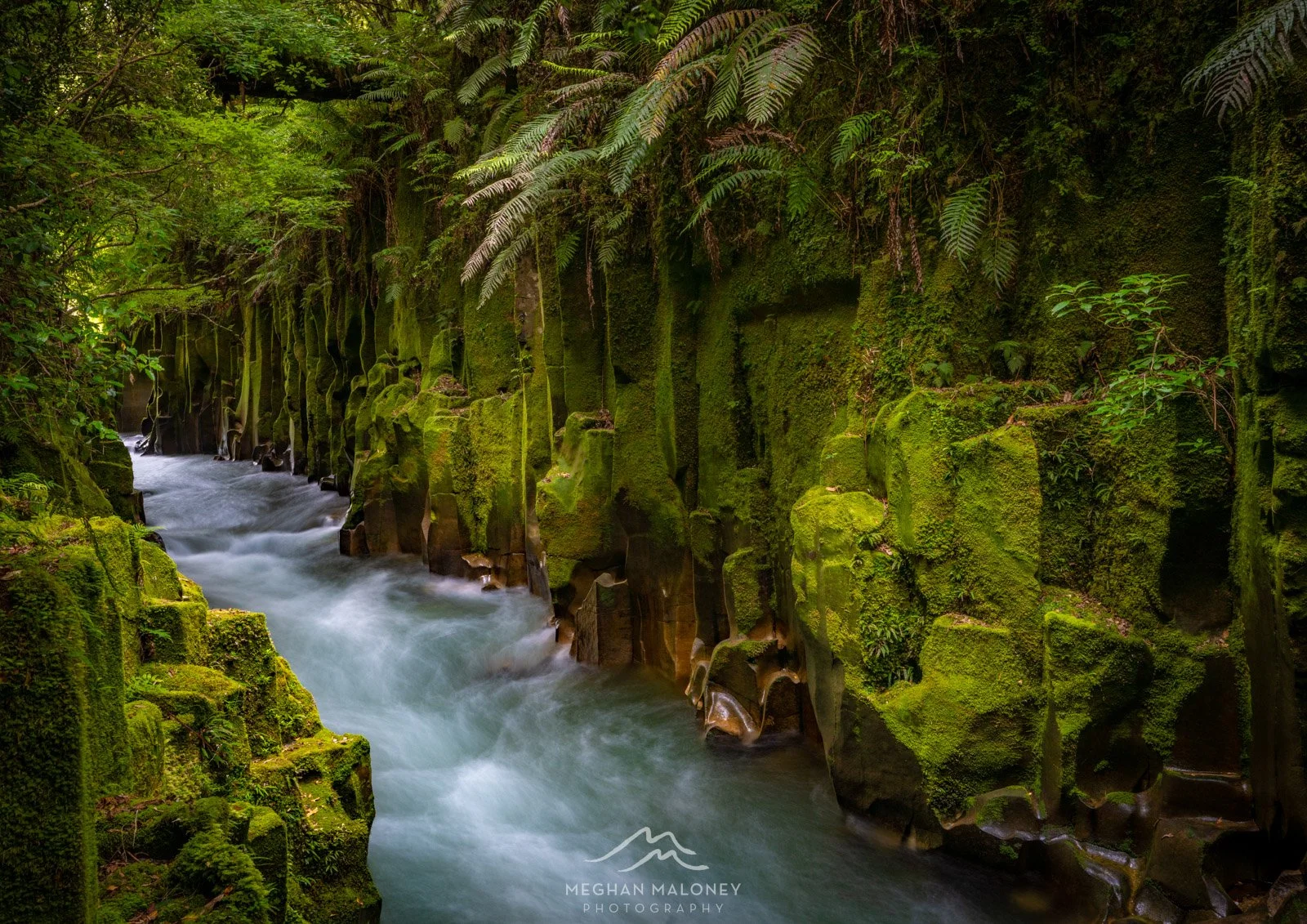 15 tips for photographing epic forest images