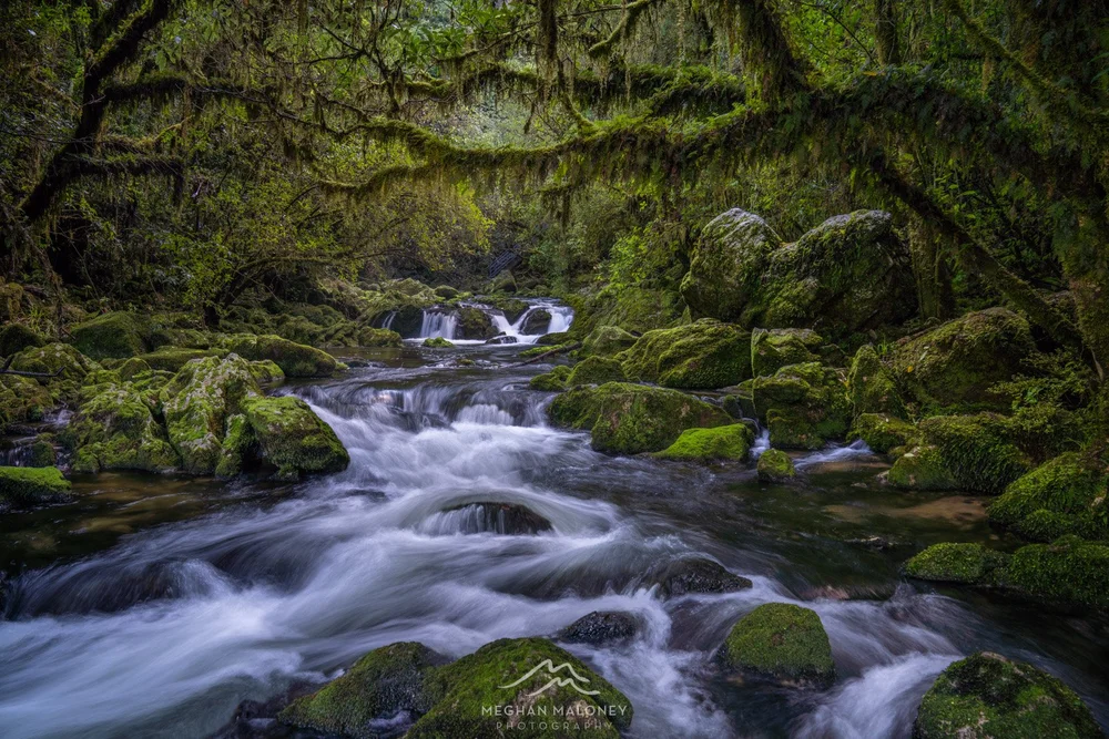 15 tips for photographing epic forest images