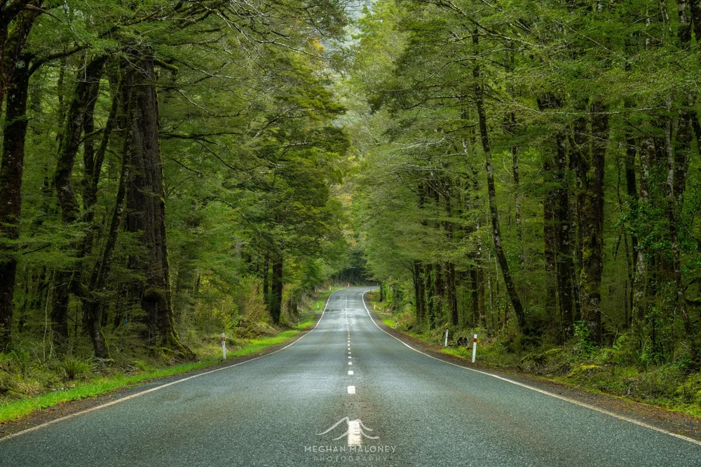 15 tips for photographing epic forest images