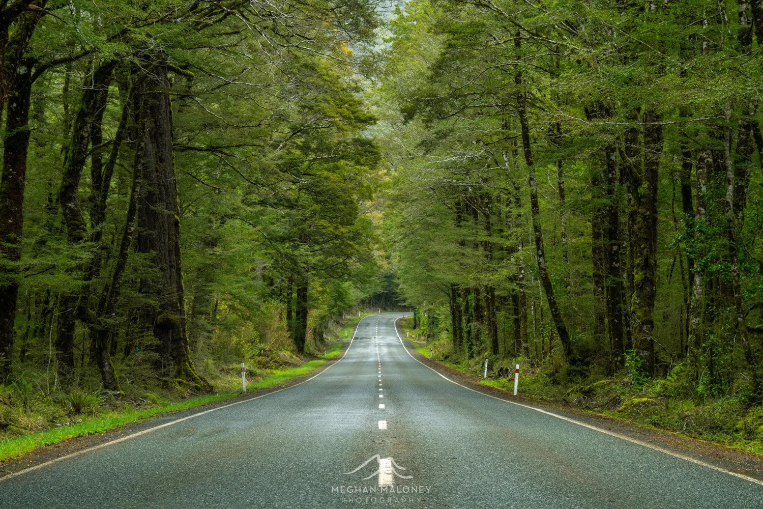 15 tips for photographing epic forest images