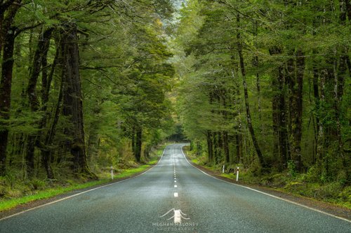 15 tips for photographing epic forest images