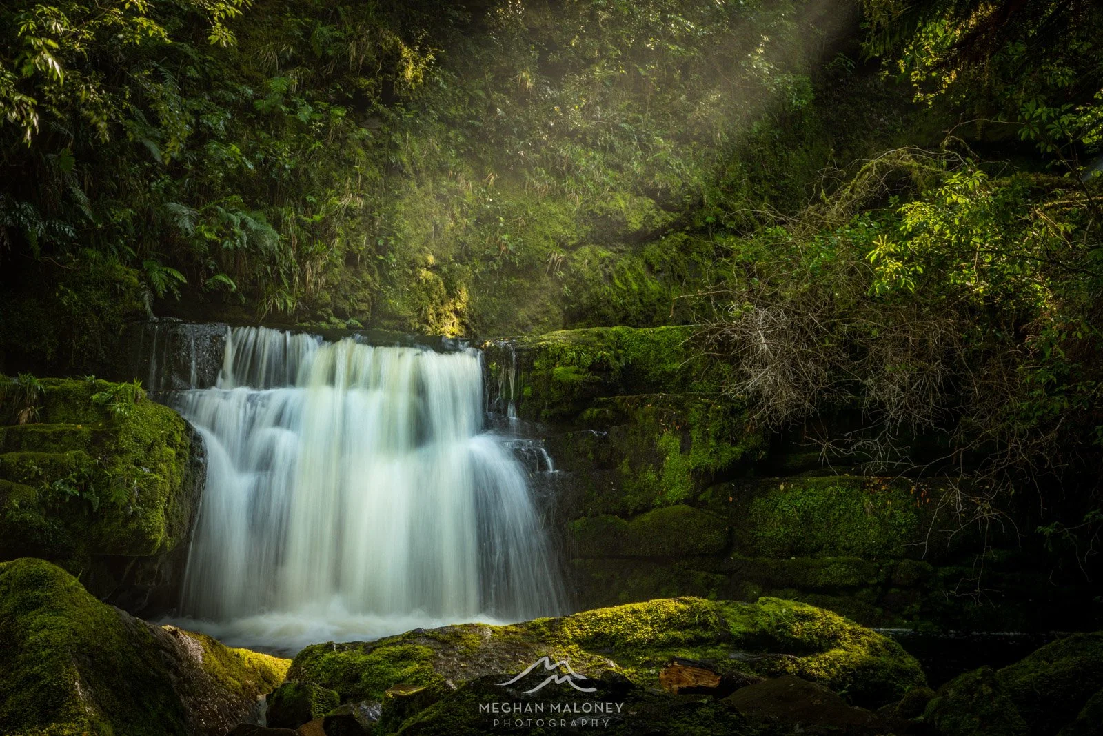 15 tips for photographing epic forest images