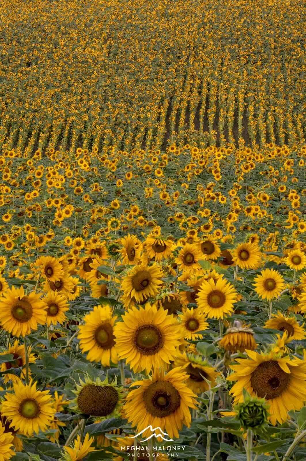 5 ways to photograph sunflowers for stunning results | Landscape ...