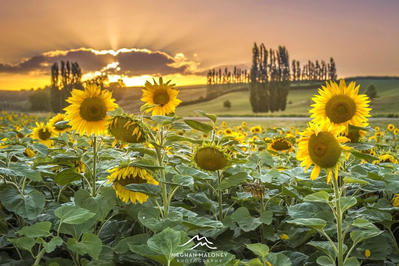 5 ways to photograph sunflowers for stunning results | Landscape ...