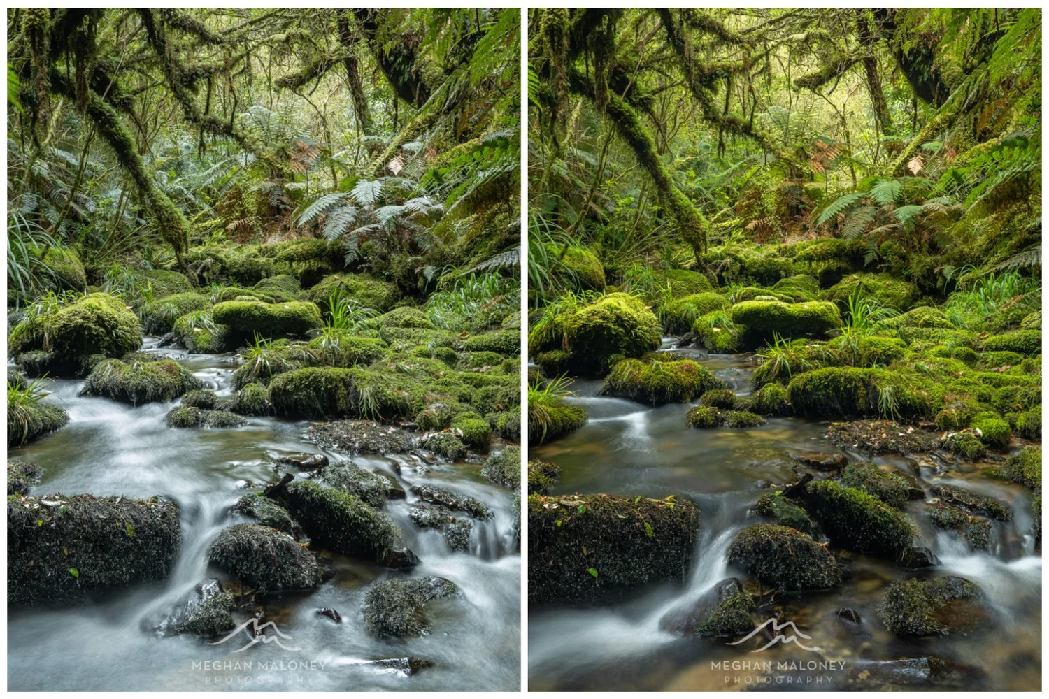15 tips for photographing epic forest images