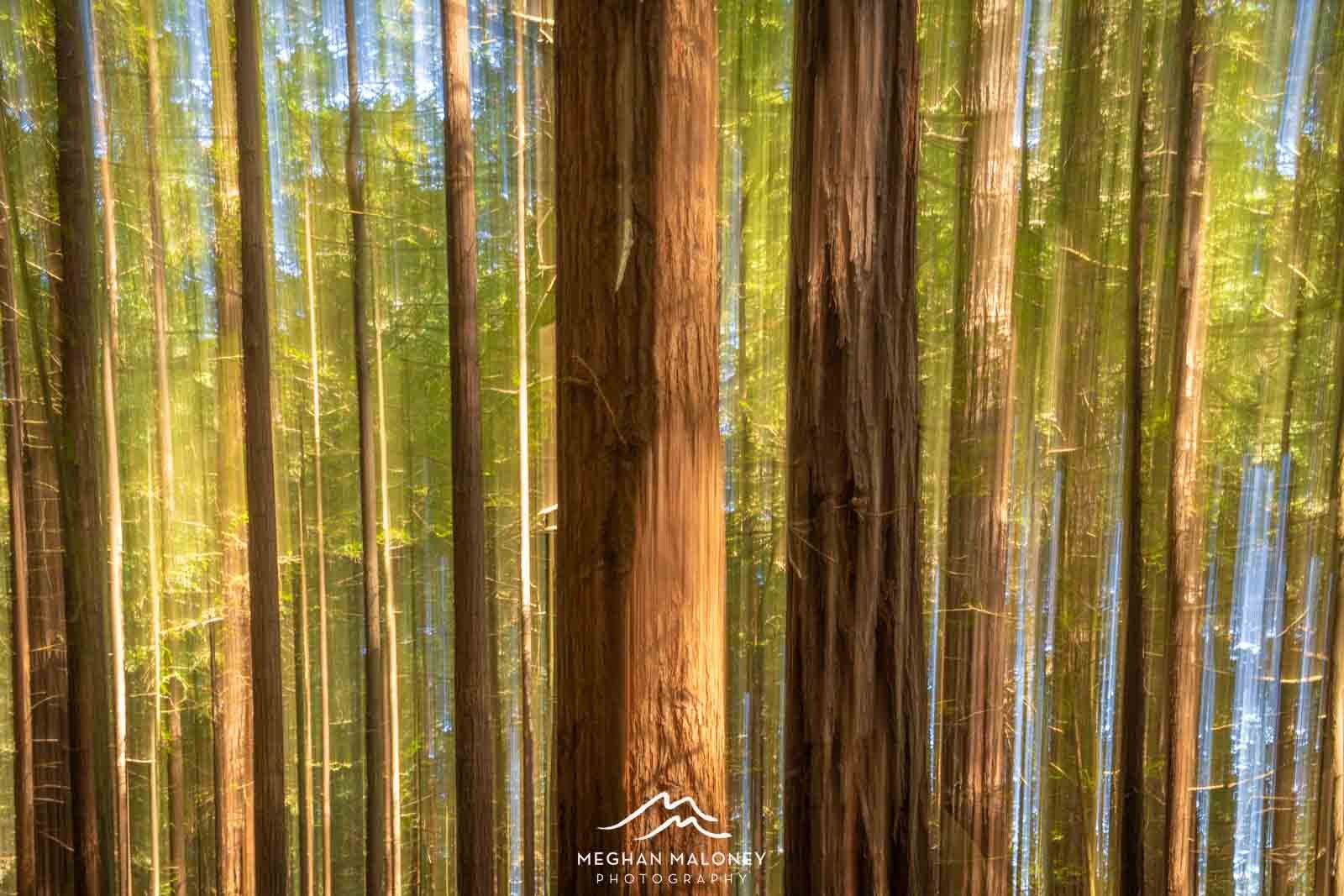 Beginners Guide to ICM (Intentional Camera Movement) Photography