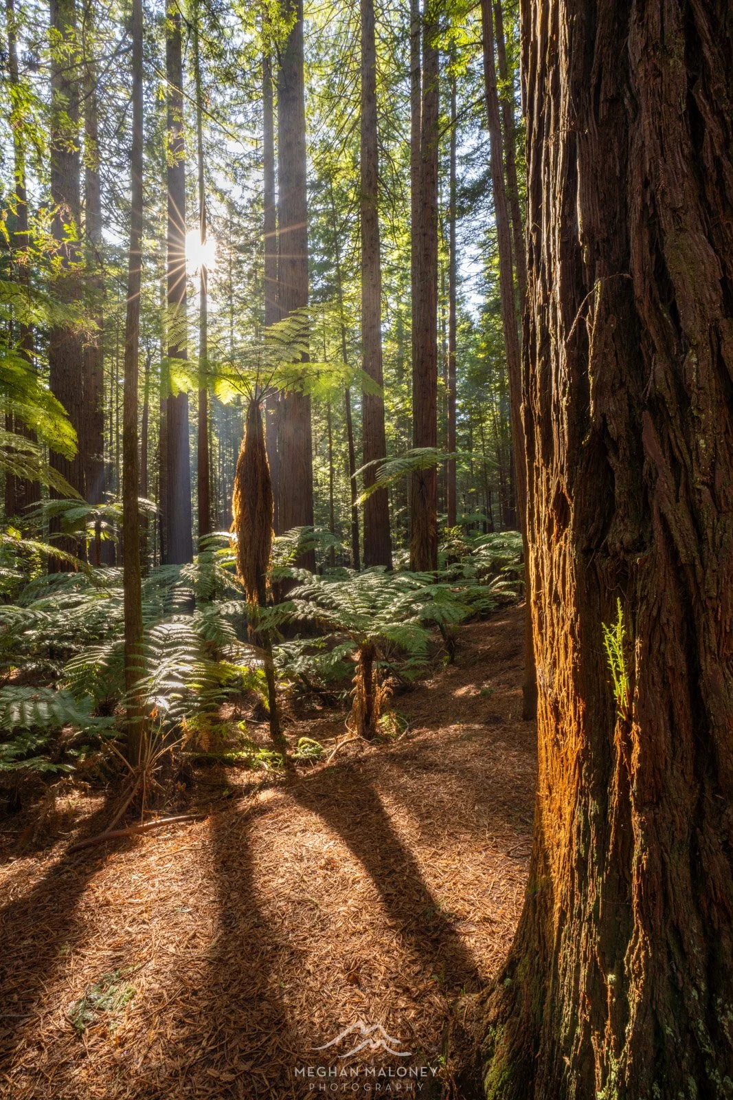 15 tips for photographing epic forest images