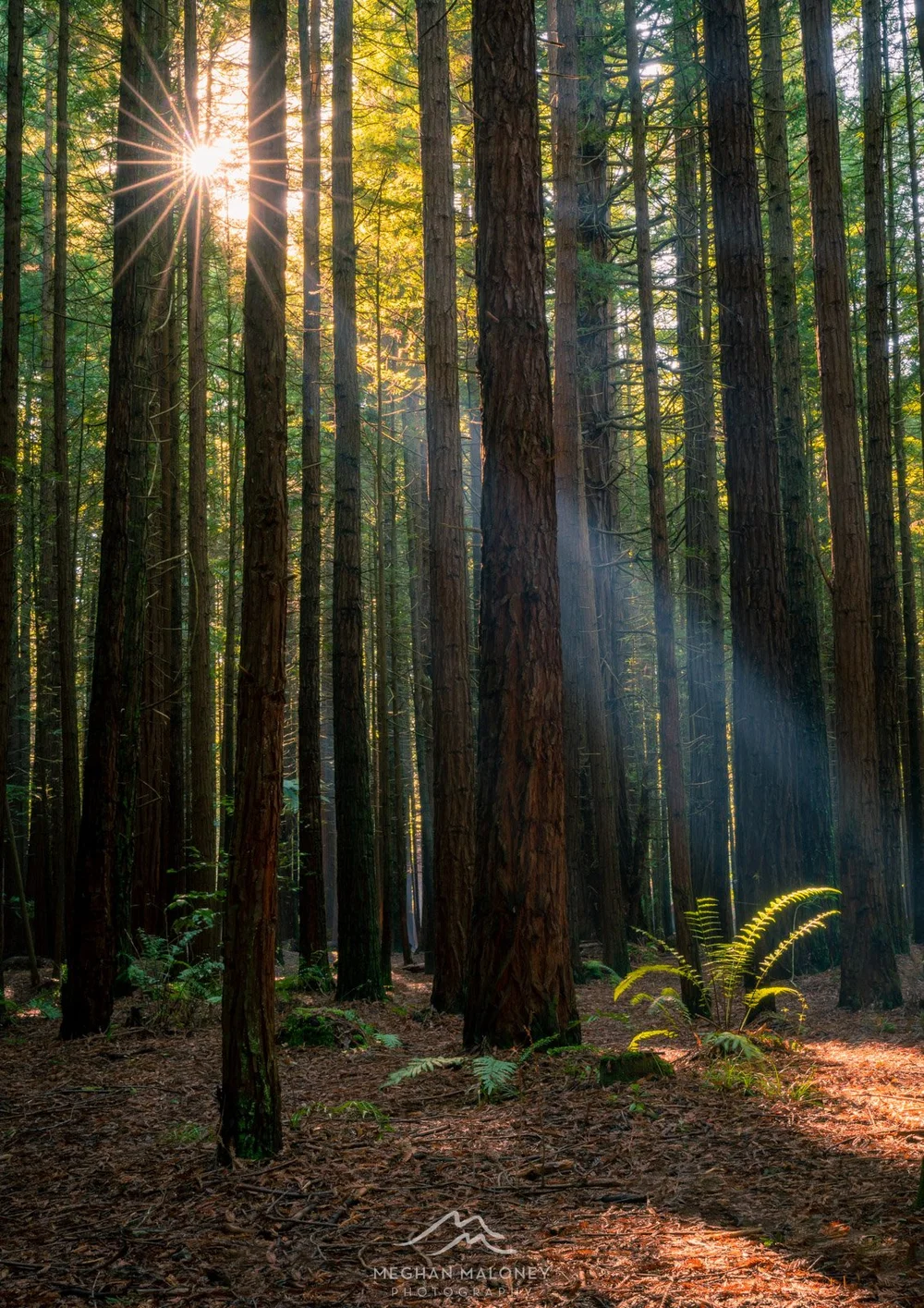 15 tips for photographing epic forest images